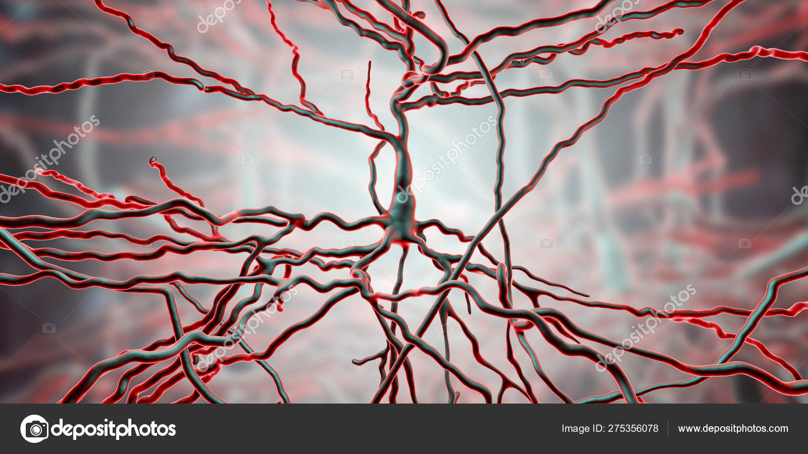 Pyramidal Neurons