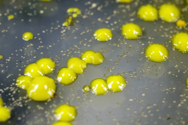 Colonies of Micrococcus luteus bacteria Stock Photo by ©katerynakon ...