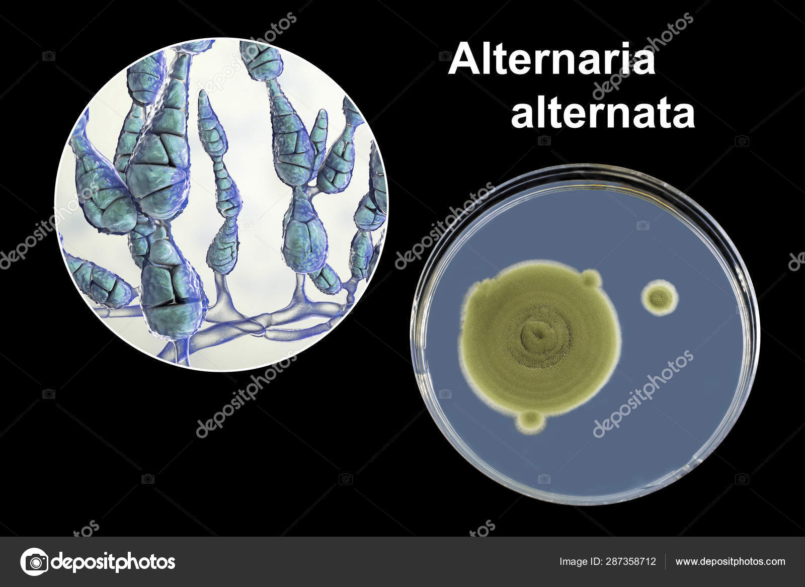 Alternaria Colony