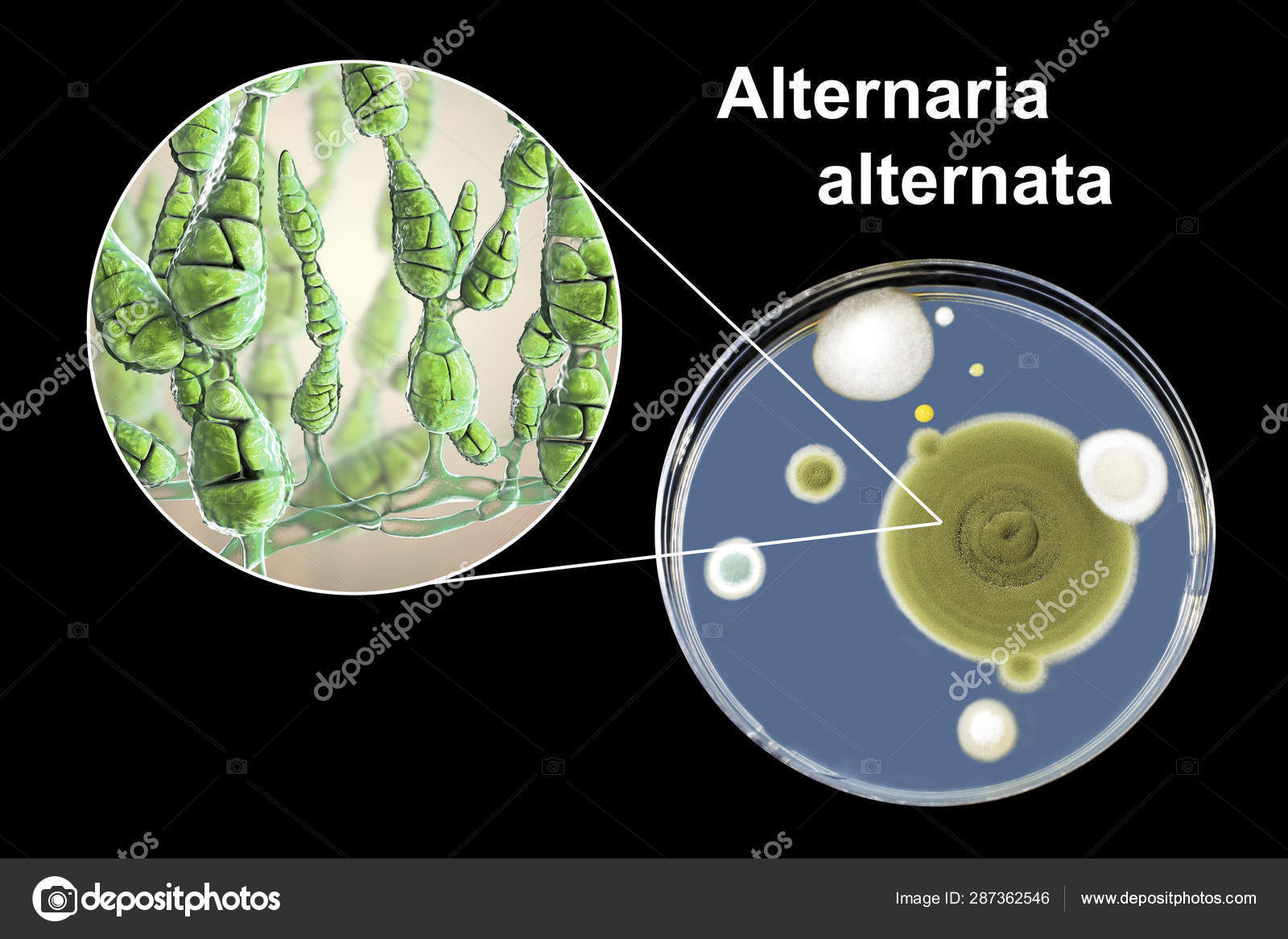 Alternaria
