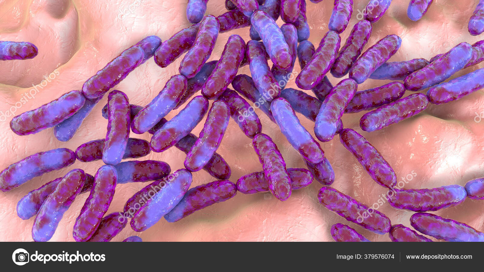 Lactobacillus Under Microscope