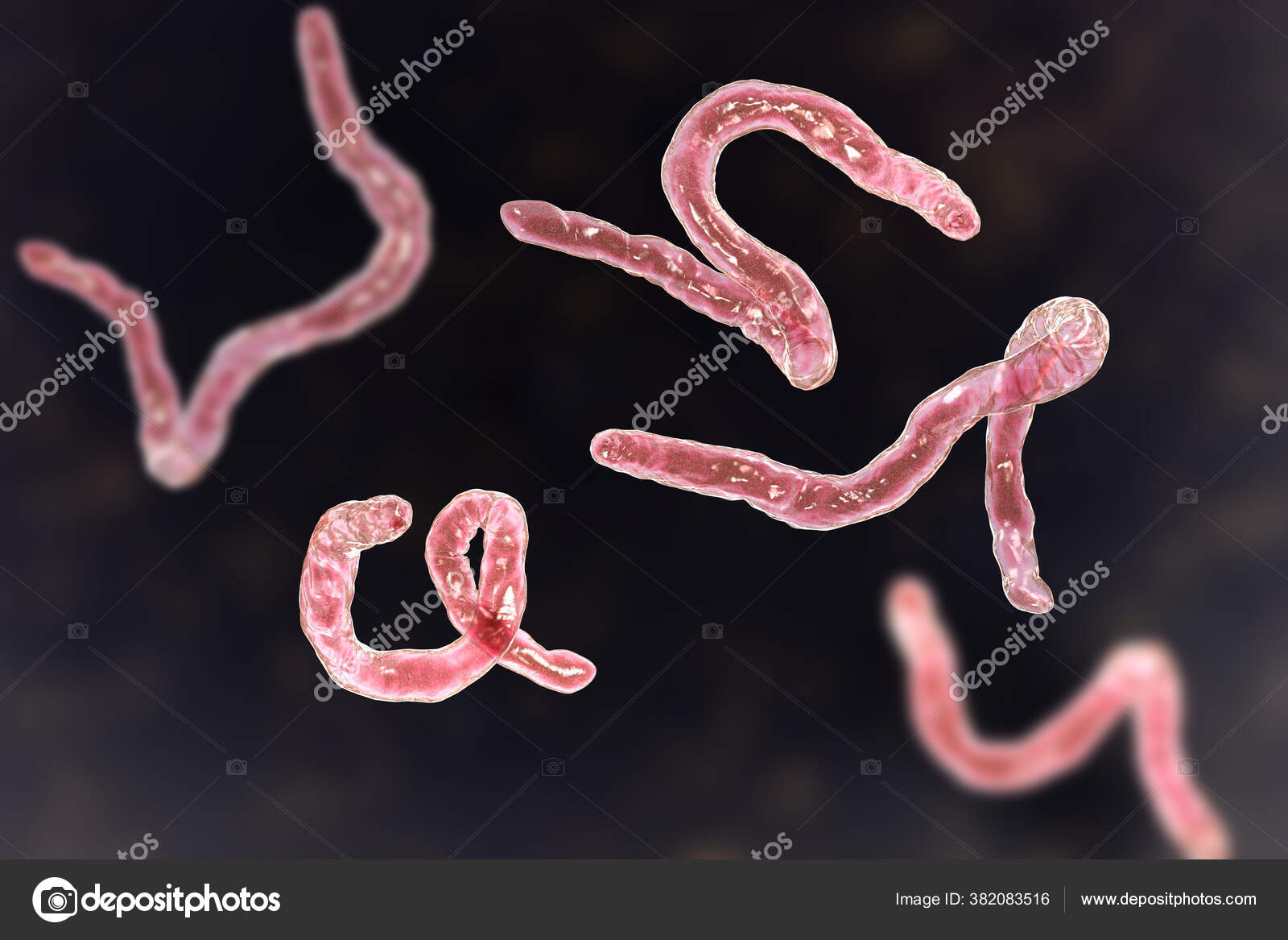 Ovo De Ancylostoma Tubaeforme Mijnworm Wikipedia
