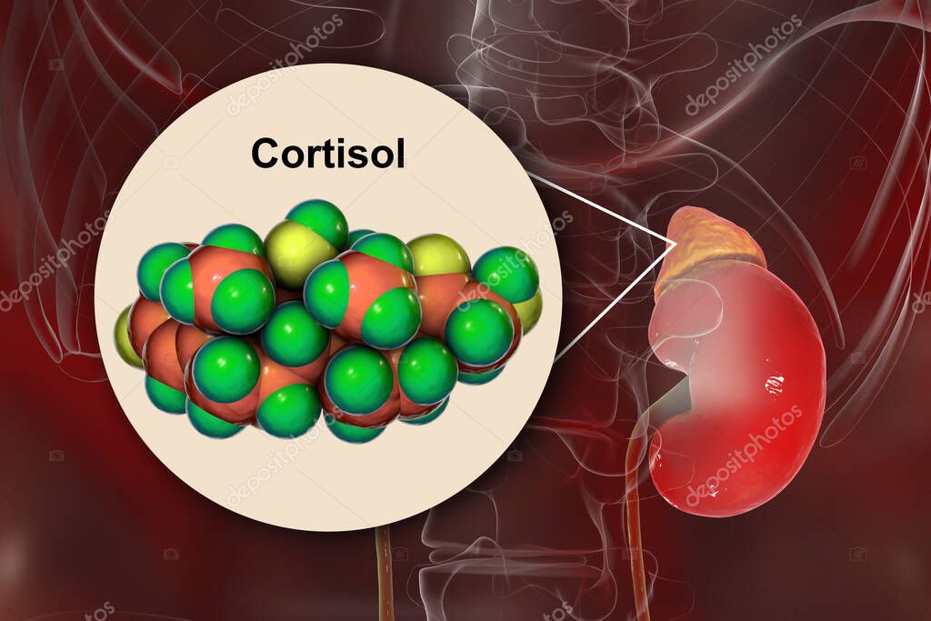 Mol cula de hormona cortisol y gl ndula suprarrenal, ilustraci n 3D. El cortisol es una hormona ...