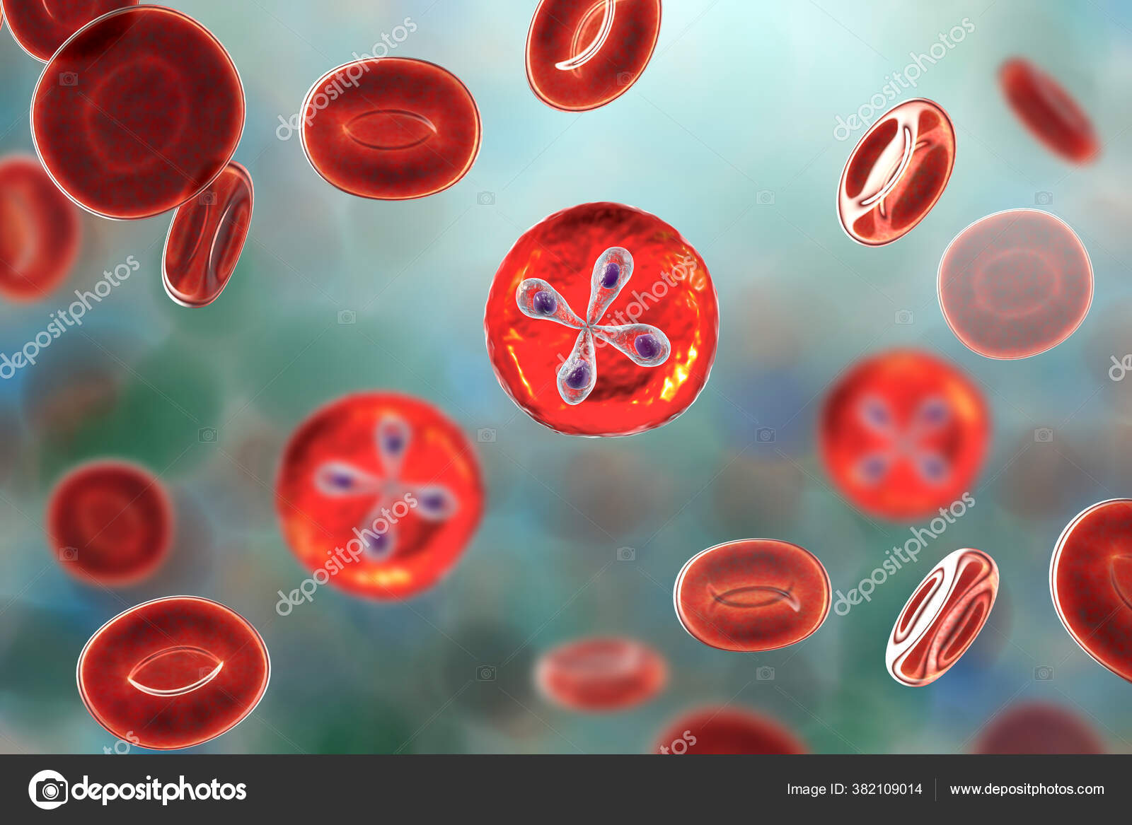 Babesia Parasites Red Blood Cell Causative Agent Babesiosis ...