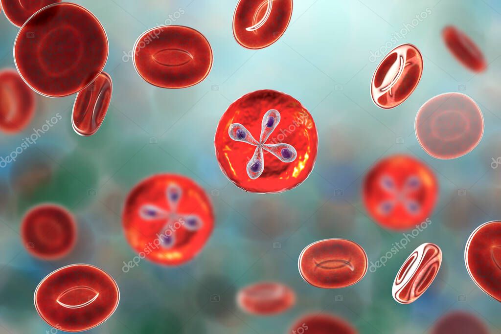 Parásitos de la babesia dentro de los glóbulos rojos, el agente causal ...