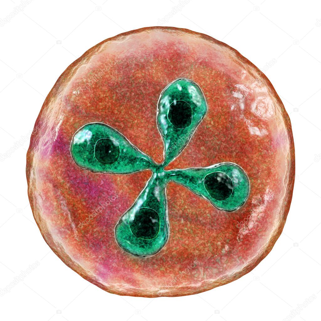 Parásitos de la babesia dentro de los glóbulos rojos, el agente causal ...