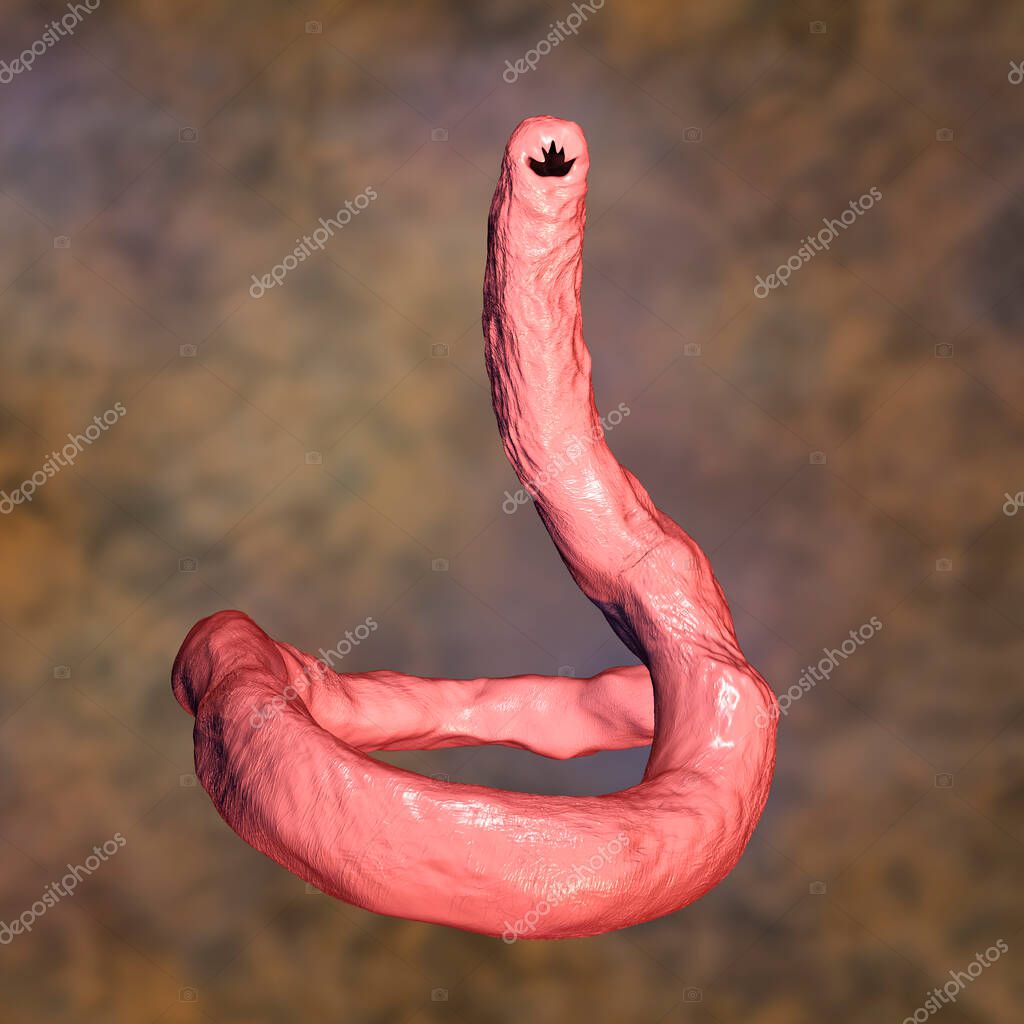 Ancylosoma parásito anquilostoma, ilustración 3D. Ancylostoma duodenale puede infectar a seres ...