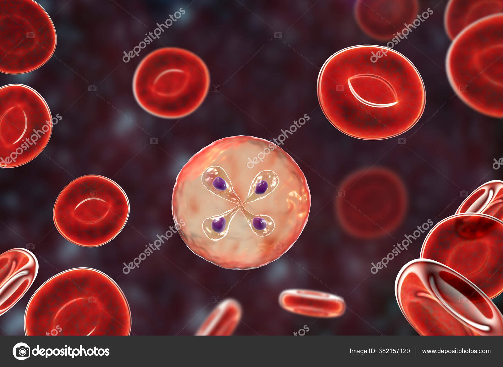 Babesia Parasites Red Blood Cell Causative Agent Babesiosis ...