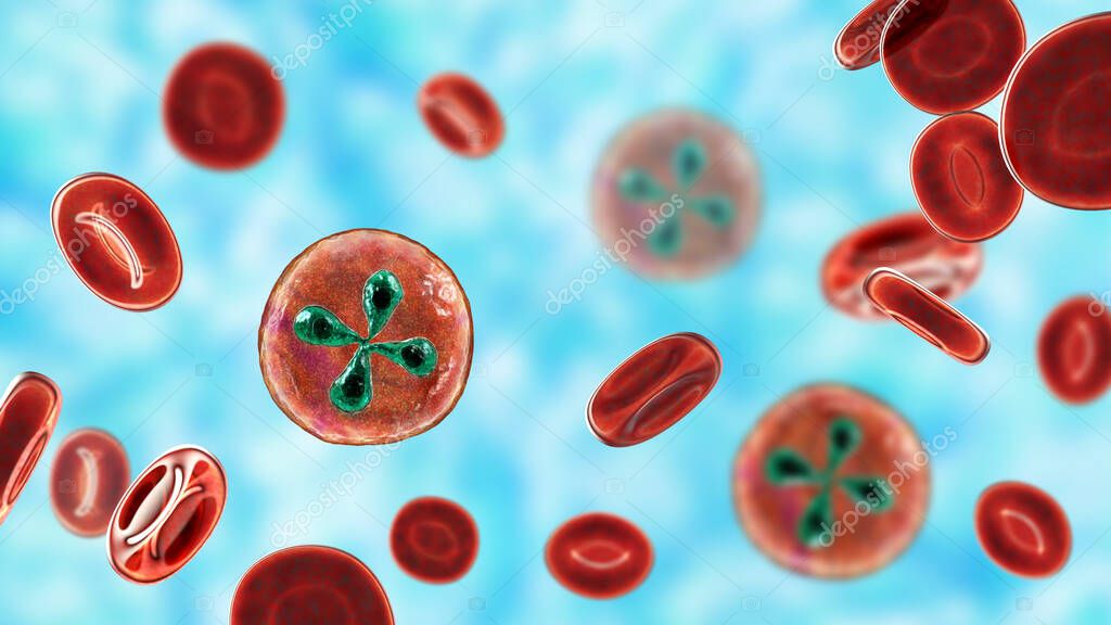 Parásitos de la babesia dentro de los glóbulos rojos, el agente causal de la babesiosis ...