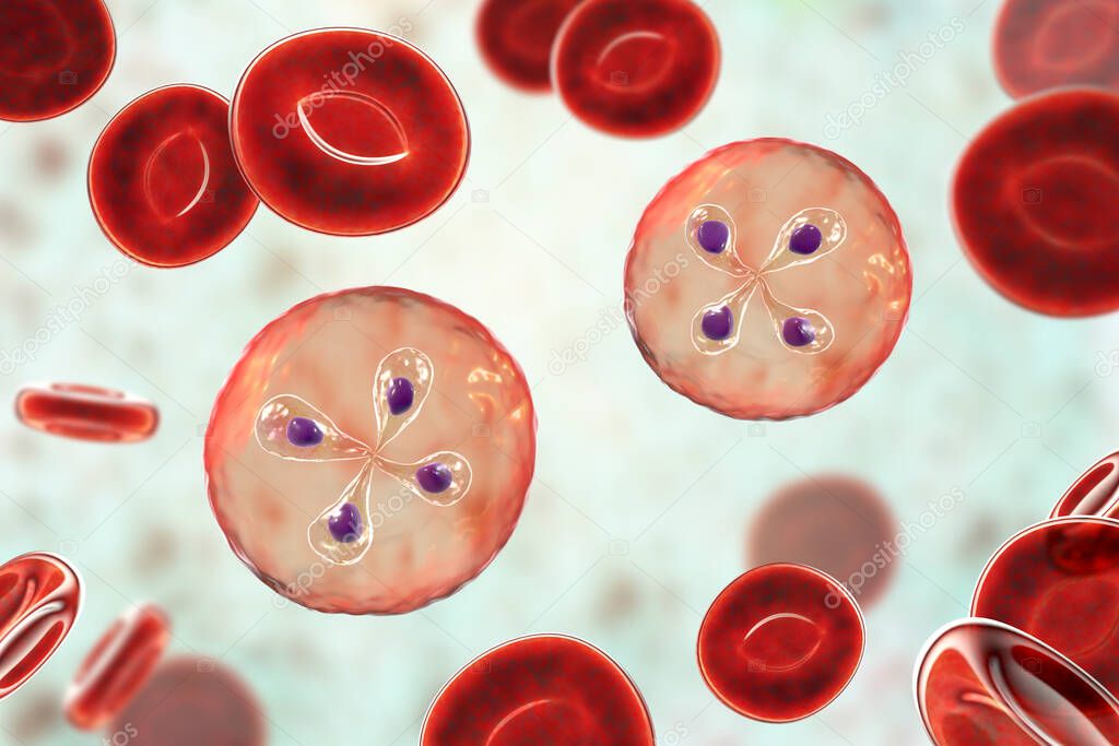 Parásitos de la babesia dentro de los glóbulos rojos, el agente causal ...