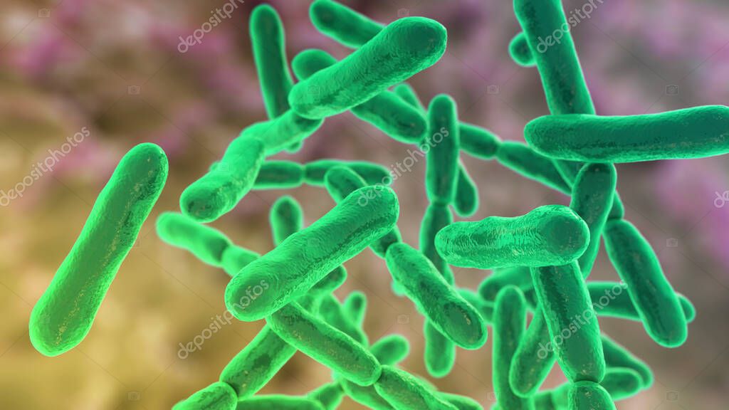 Bacterias Las bacterias bifidobacterias, bacterias grampositivas en ...