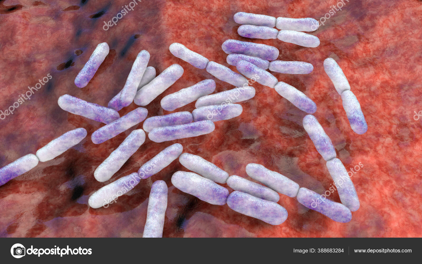 Bacterias Las Bacterias Bifidobacterias Bacterias Grampositivas Forma ...