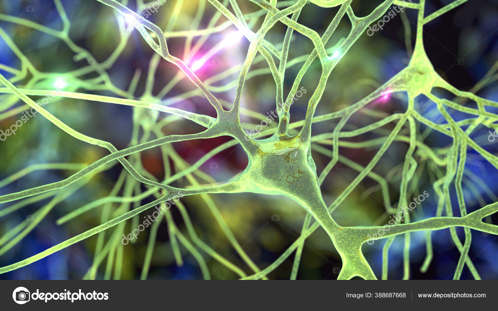 Pyramidal Neurons Human Brain Cortex Illustration — Stock Photo ...