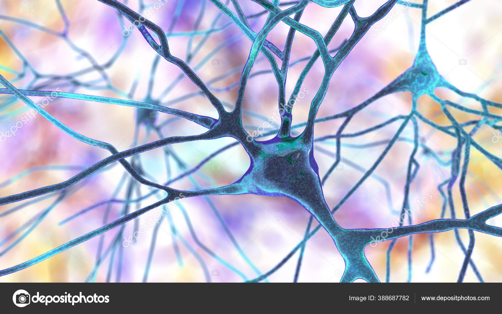 Pyramidal Neurons Human Brain Cortex Illustration — Stock Photo ...