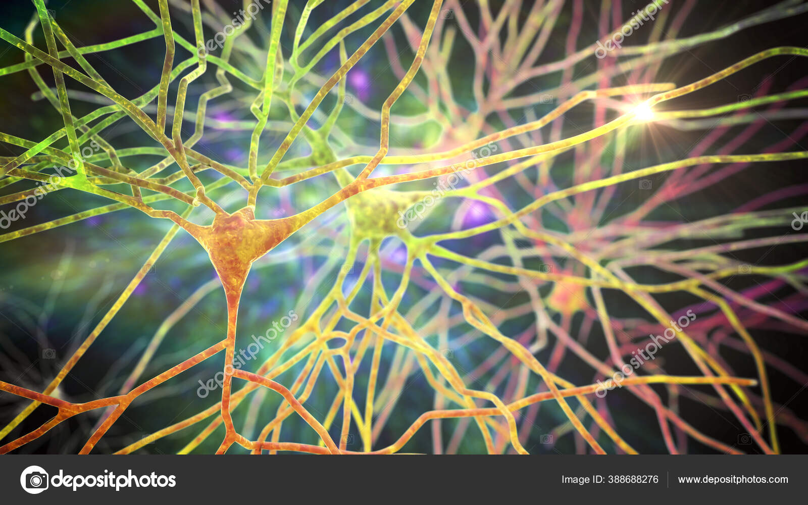 Pyramidal Neurons Human Brain Cortex Illustration — Stock Photo ... Pyramidal Neurons Human Brain Cortex Illustration — Stock Photo ...