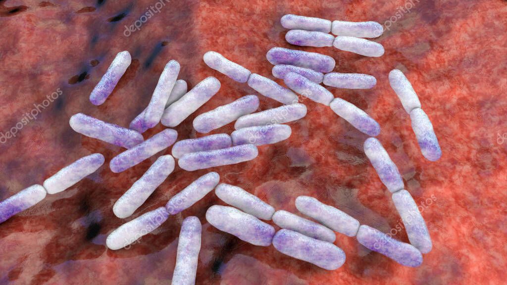 Bacterias Las bacterias bifidobacterias, bacterias grampositivas en ...