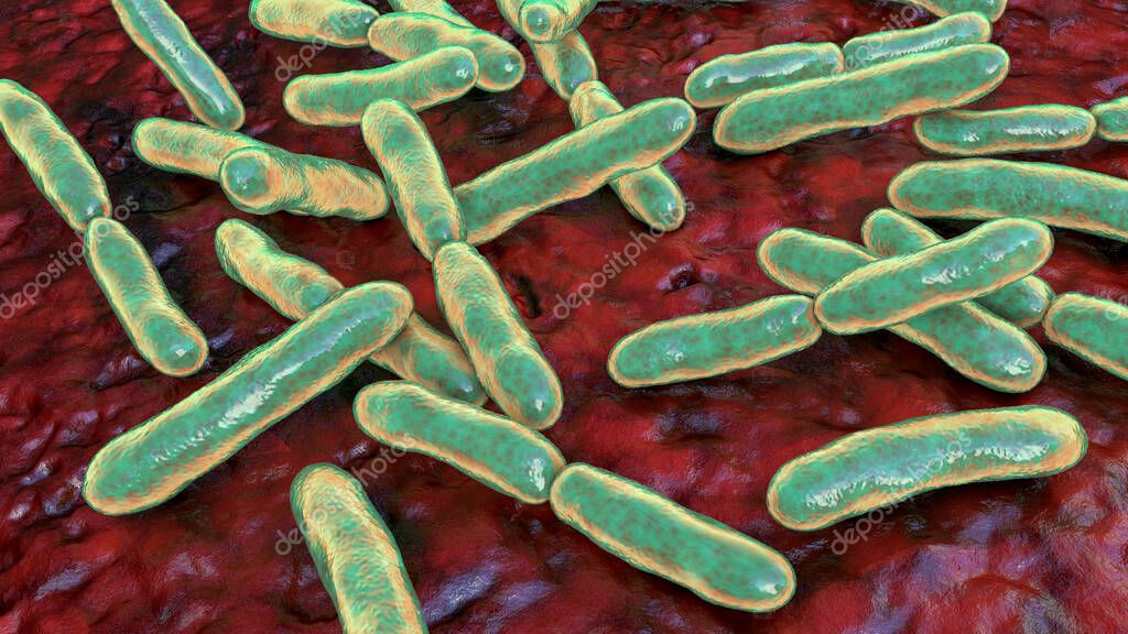 Bacterias Las bacterias bifidobacterias, bacterias grampositivas en ...