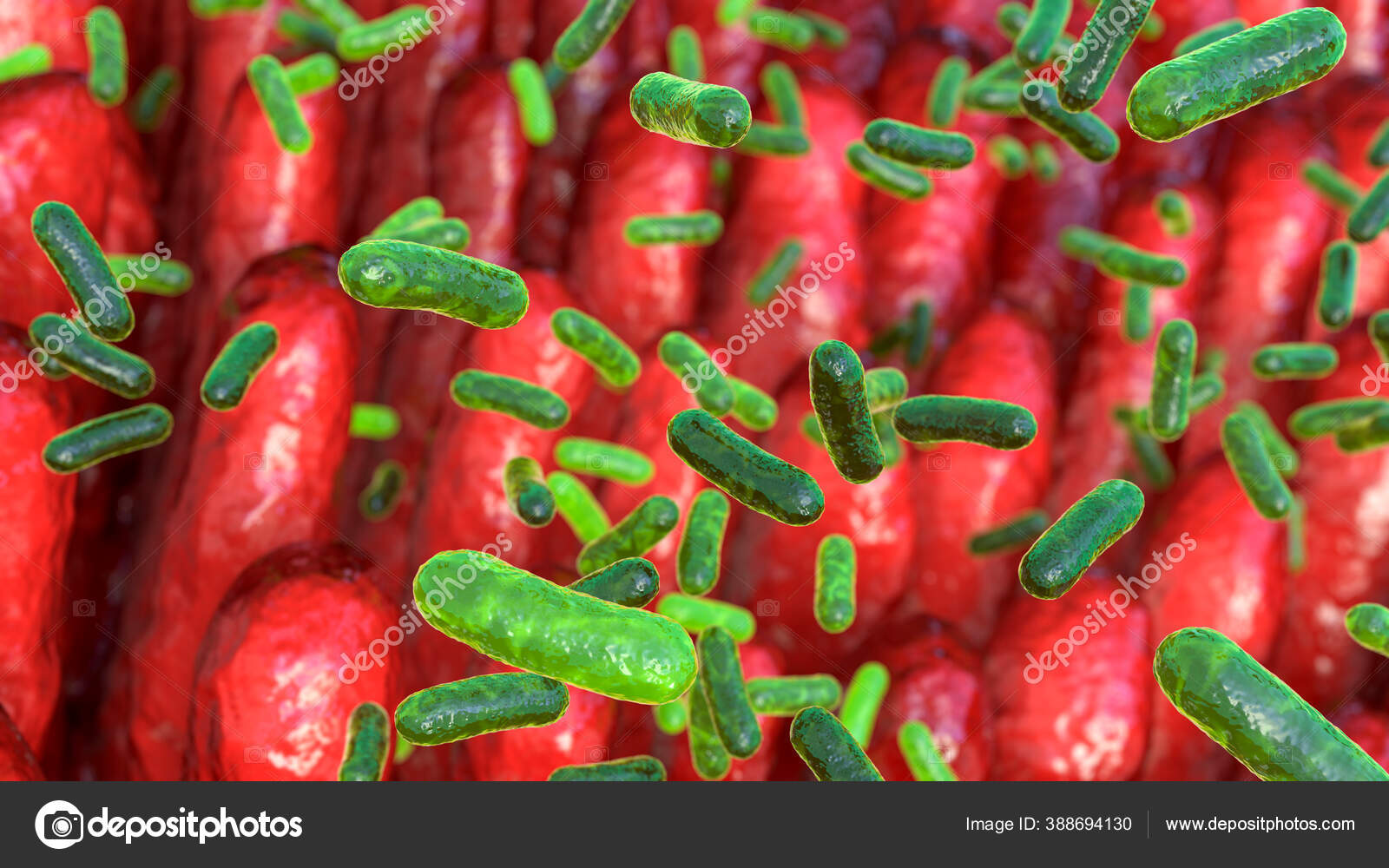 Intestinal Villi Enteric Bacteria Illustration Stock Photo by ...