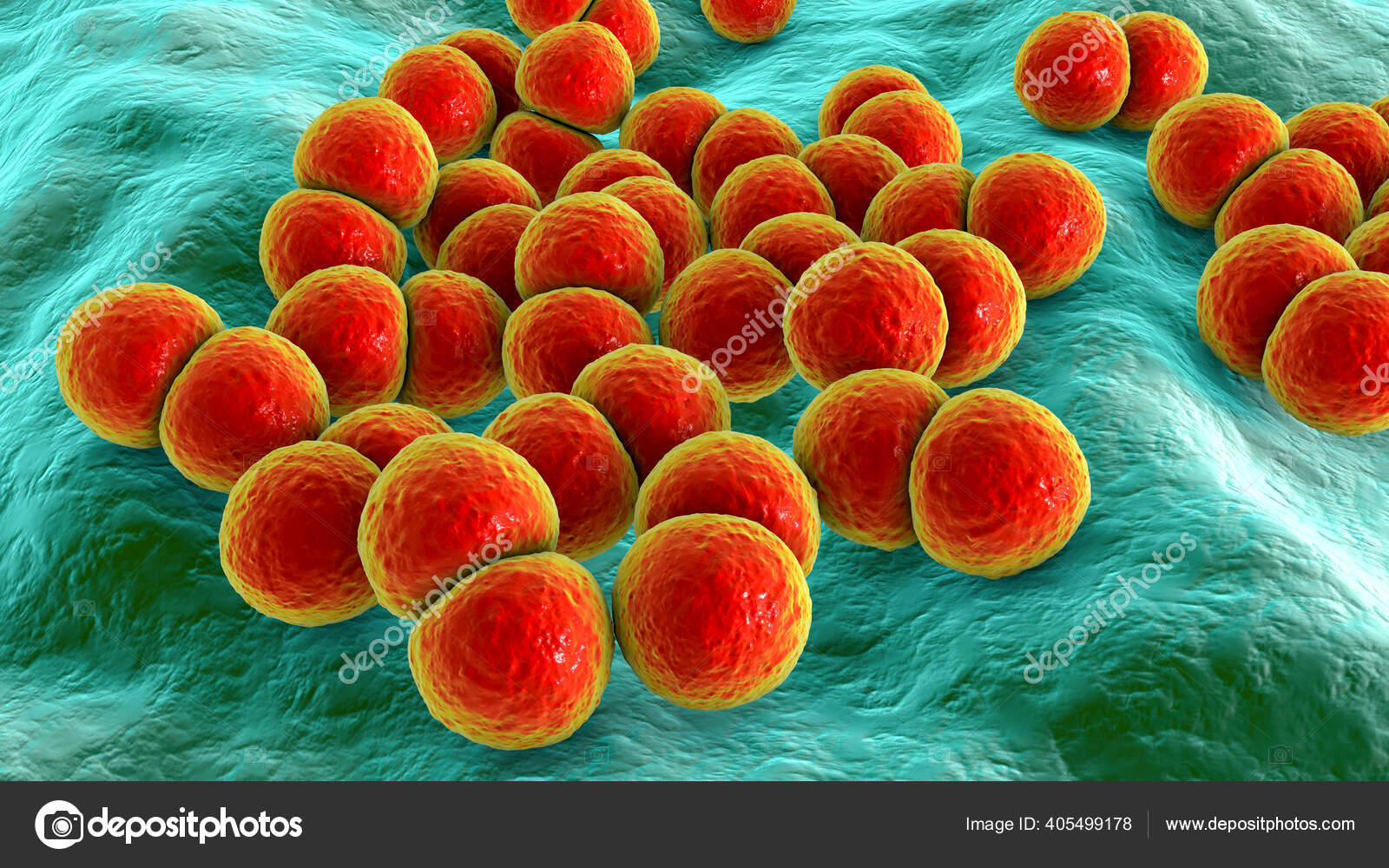Bacteria Streptococcus Pneumoniae Illustration Gram Positive Diplococci ...