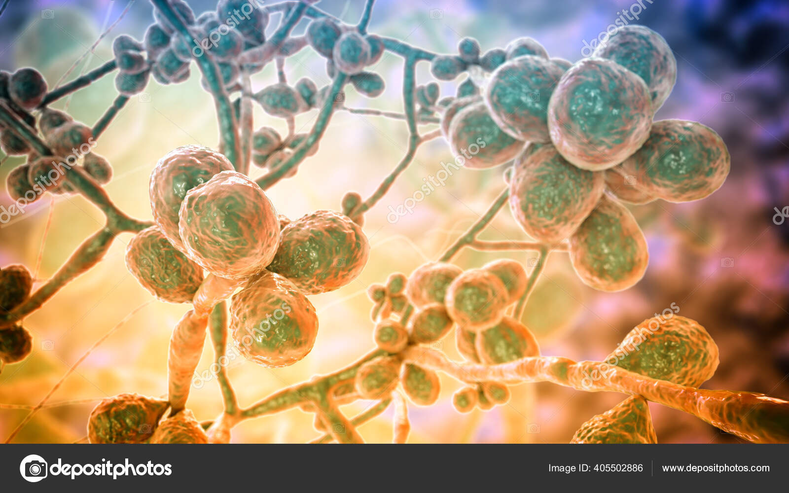 Fungus Sporothrix Schenckii Causative Agent Sporotrichosis Especially ...