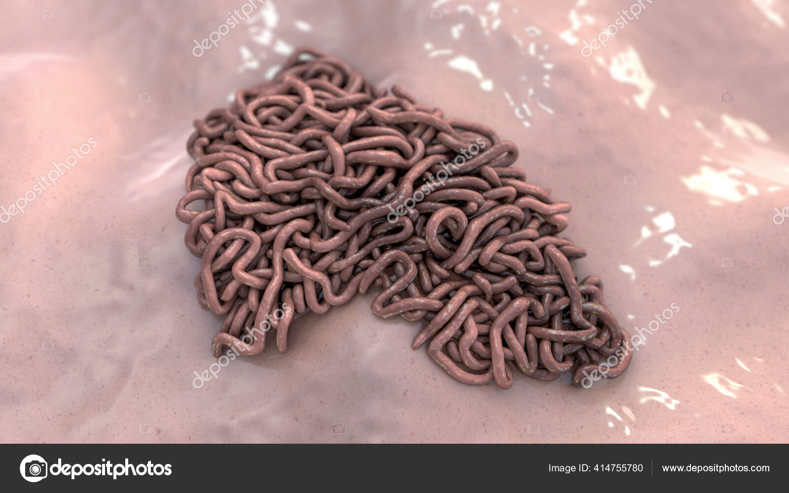 Vers Parasites Illustration Ascaris Lumbricoides Enterobius ...