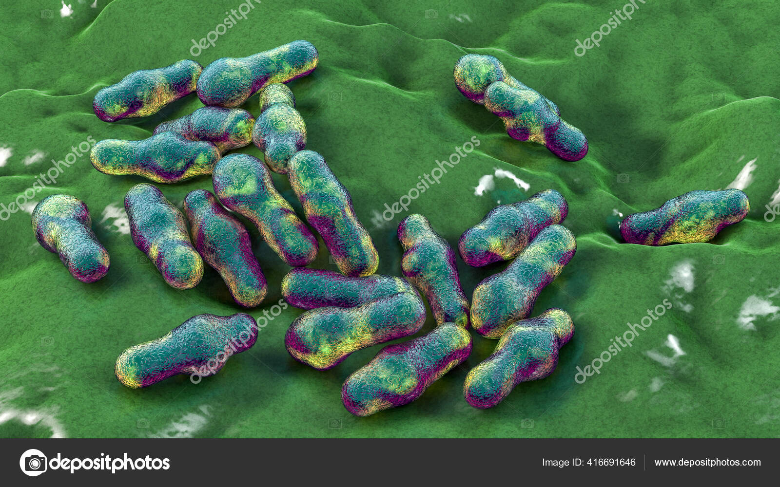 Spore Forming Bacteria Clostridium Causative Agent Tetanus Botulism Gas ...