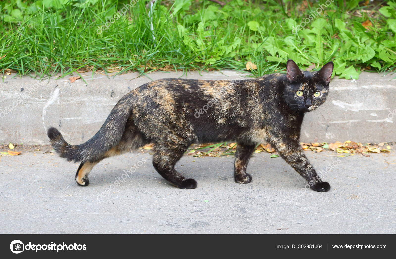 Cat Tortoiseshell Color Goes Pavement Lawn Stock Photo by ©VerSta 302981064