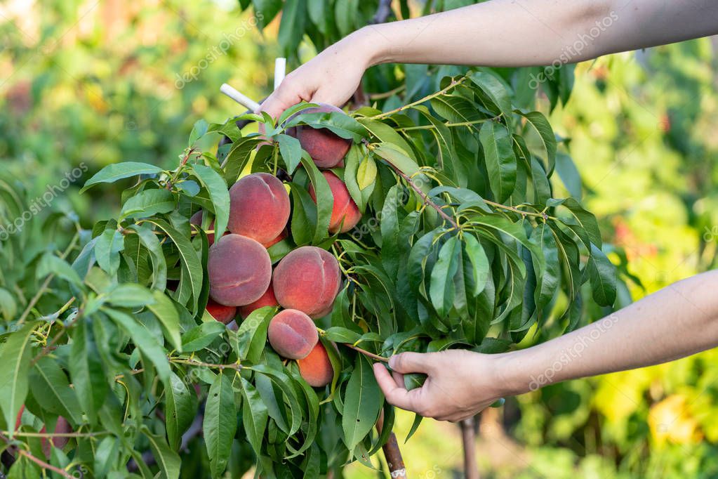Perfil vista lateral recortada foto de la joven dama de mano sostienen ...