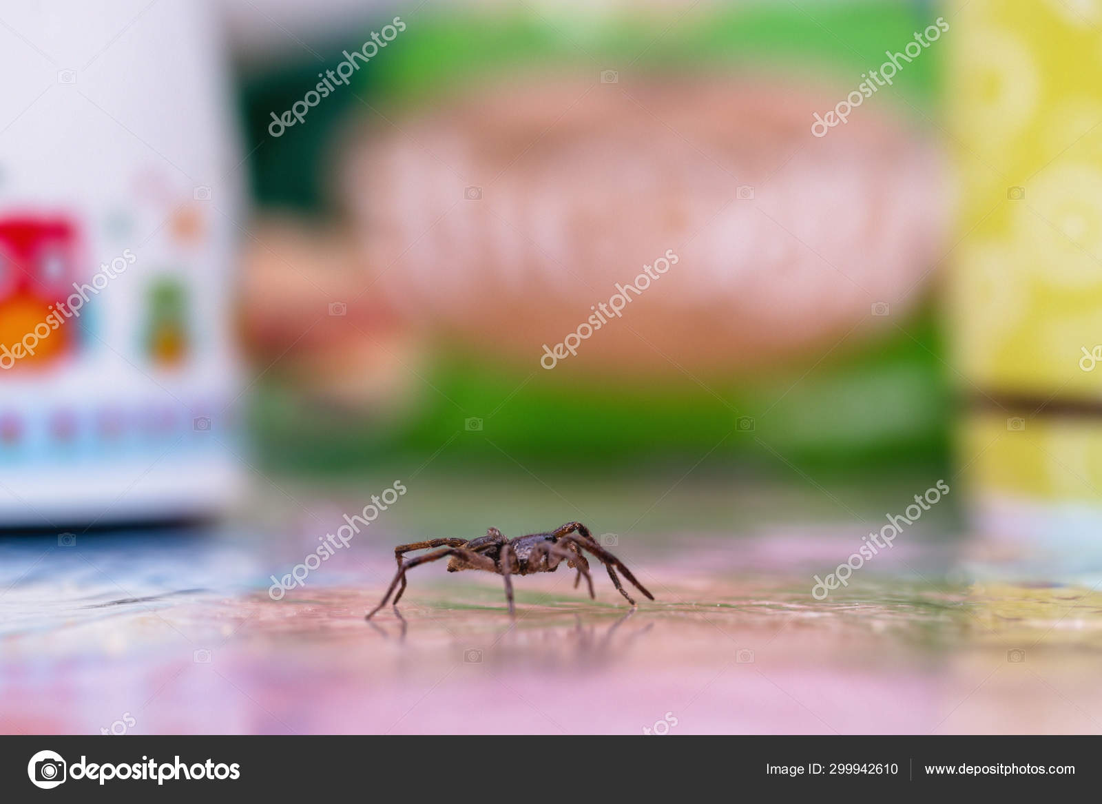 Brown spider, poisonous arachnid walking on the ground. Risk concept ...