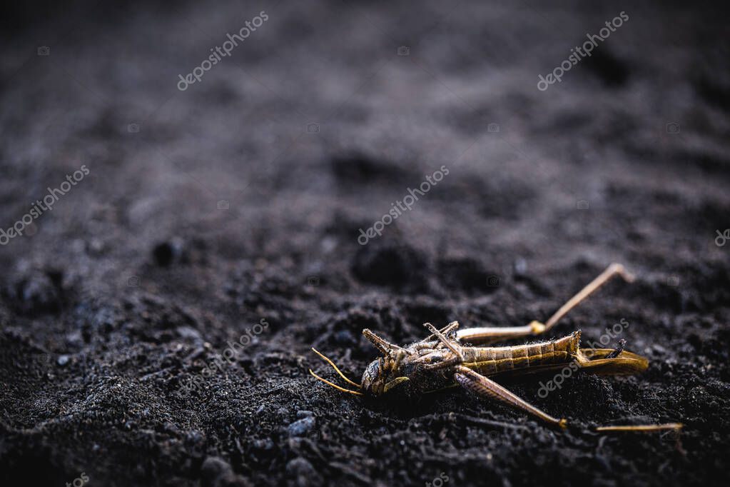 insecto muerto debido a veneno o exceso de pesticidas. Grasshopper o ...