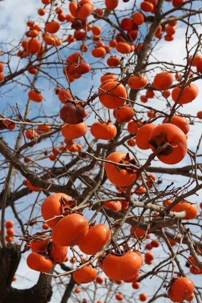 Persimmon tree Stock Photos, Royalty Free Persimmon tree Images | Depositphotos