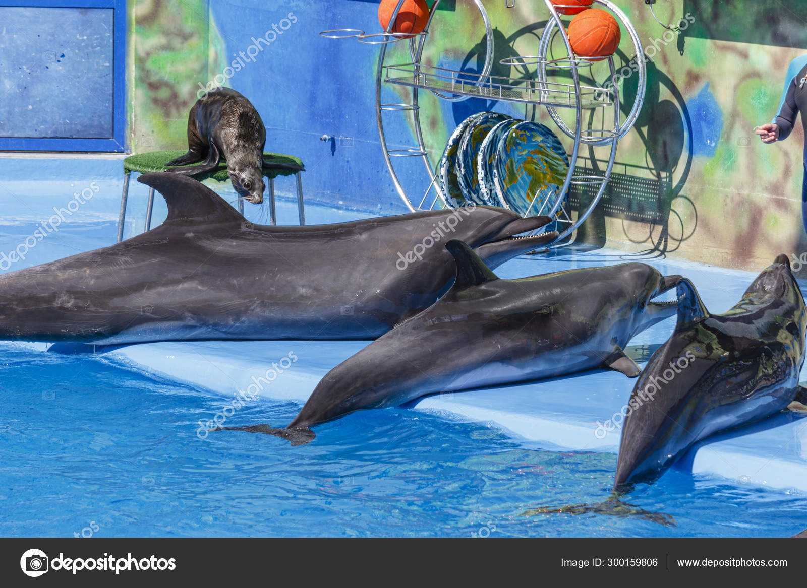Seal and dolphins perform in dolphinarium — Stock Photo © jacek913 ...