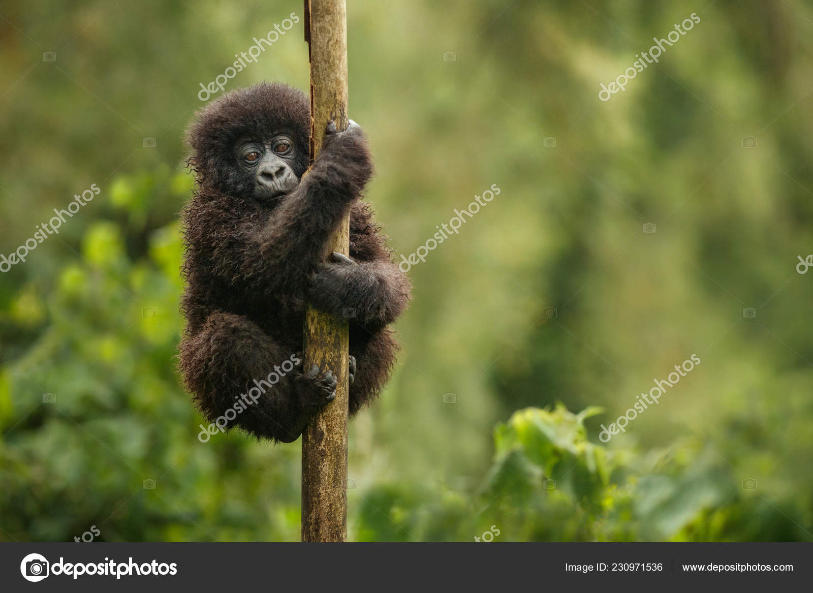 Baby Silverback Gorillas