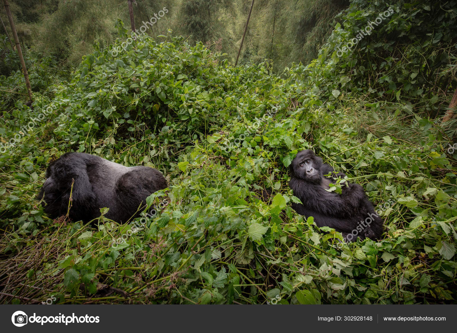 Endangered Eastern Gorillas Beauty African Jungle Silverback Family ...