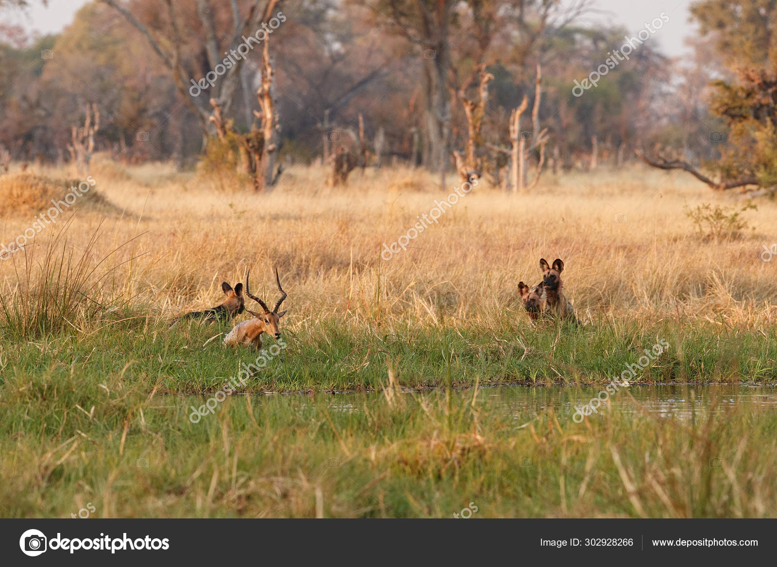 Wild Dogs Hunting Desperate Impala Predators Wildlife Scene Africa ...