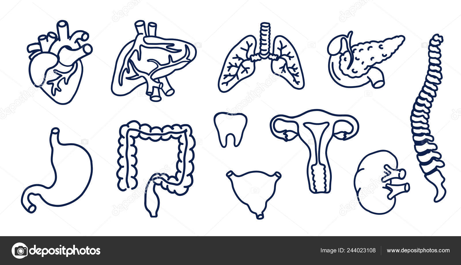 Vector line-art set of human internal organs. Stock Vector by ©jet ...