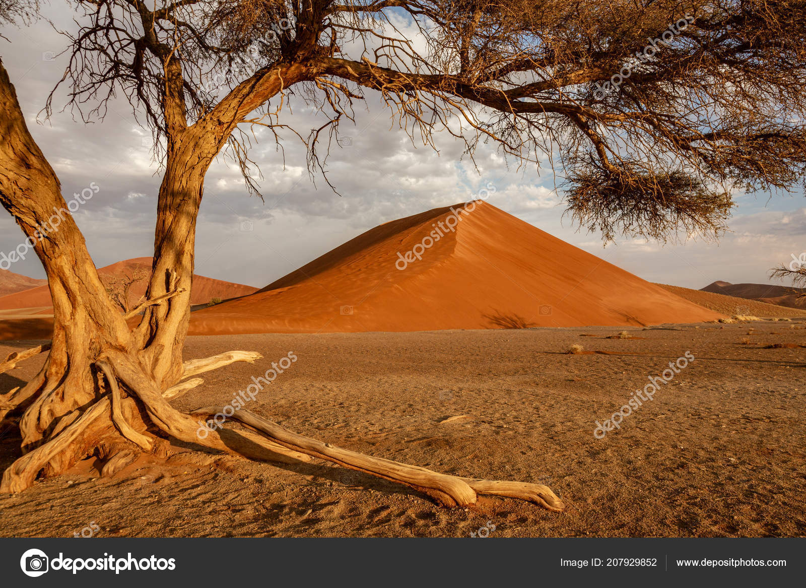 Dormant Tree Sits Giant Sand Dune Winter Namibia Stock Photo by ...