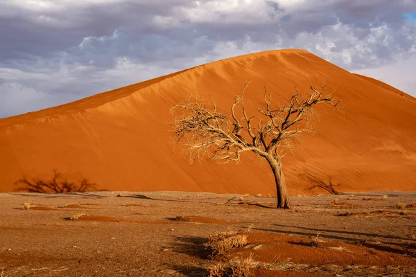 Dormant Tree Sits Giant Sand Dune Winter Namibia Stock Photo by ...