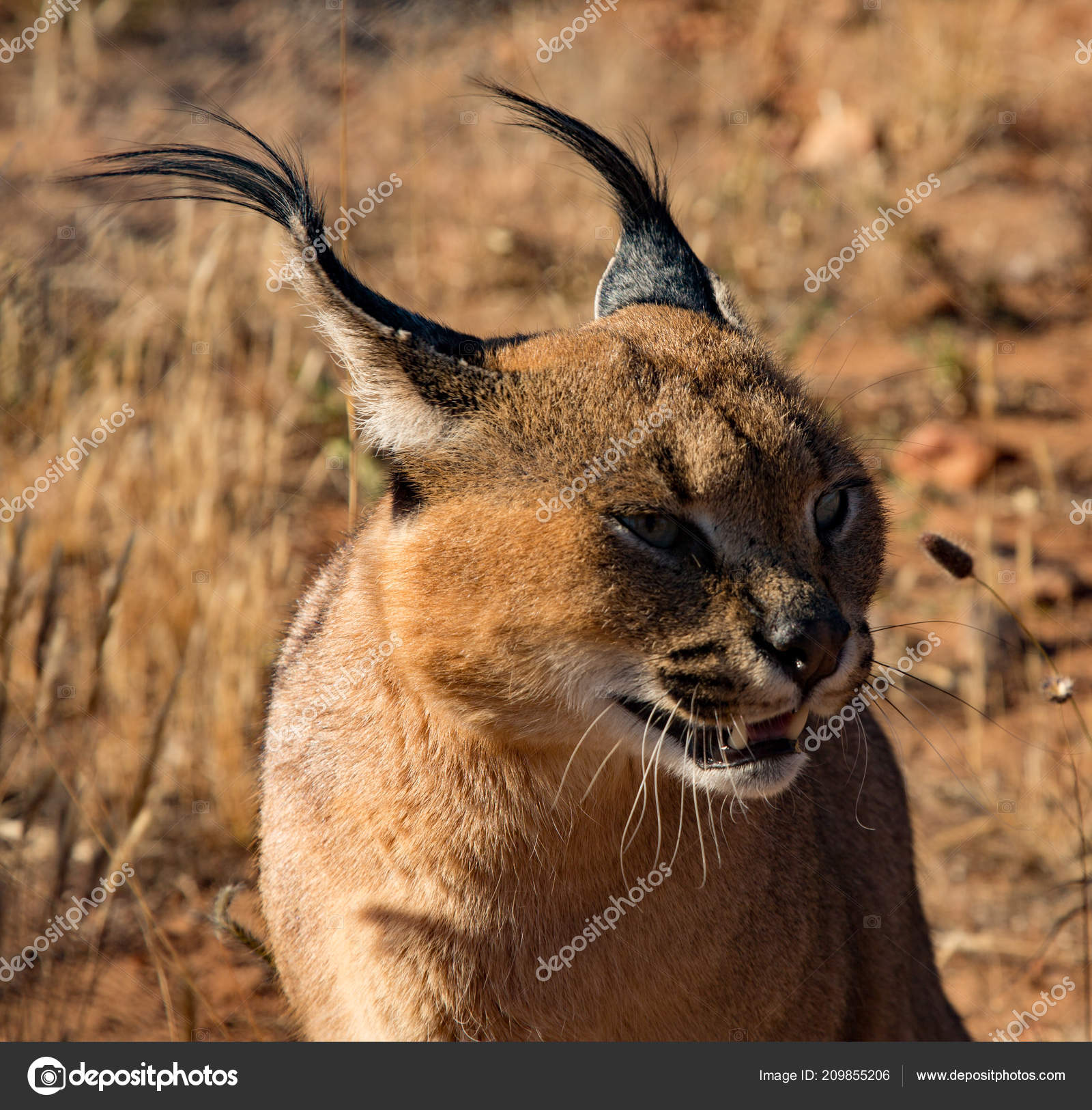 Caracal Cat Scans His Surroundings Food Stock Photo by ©mindstorm 209855206
