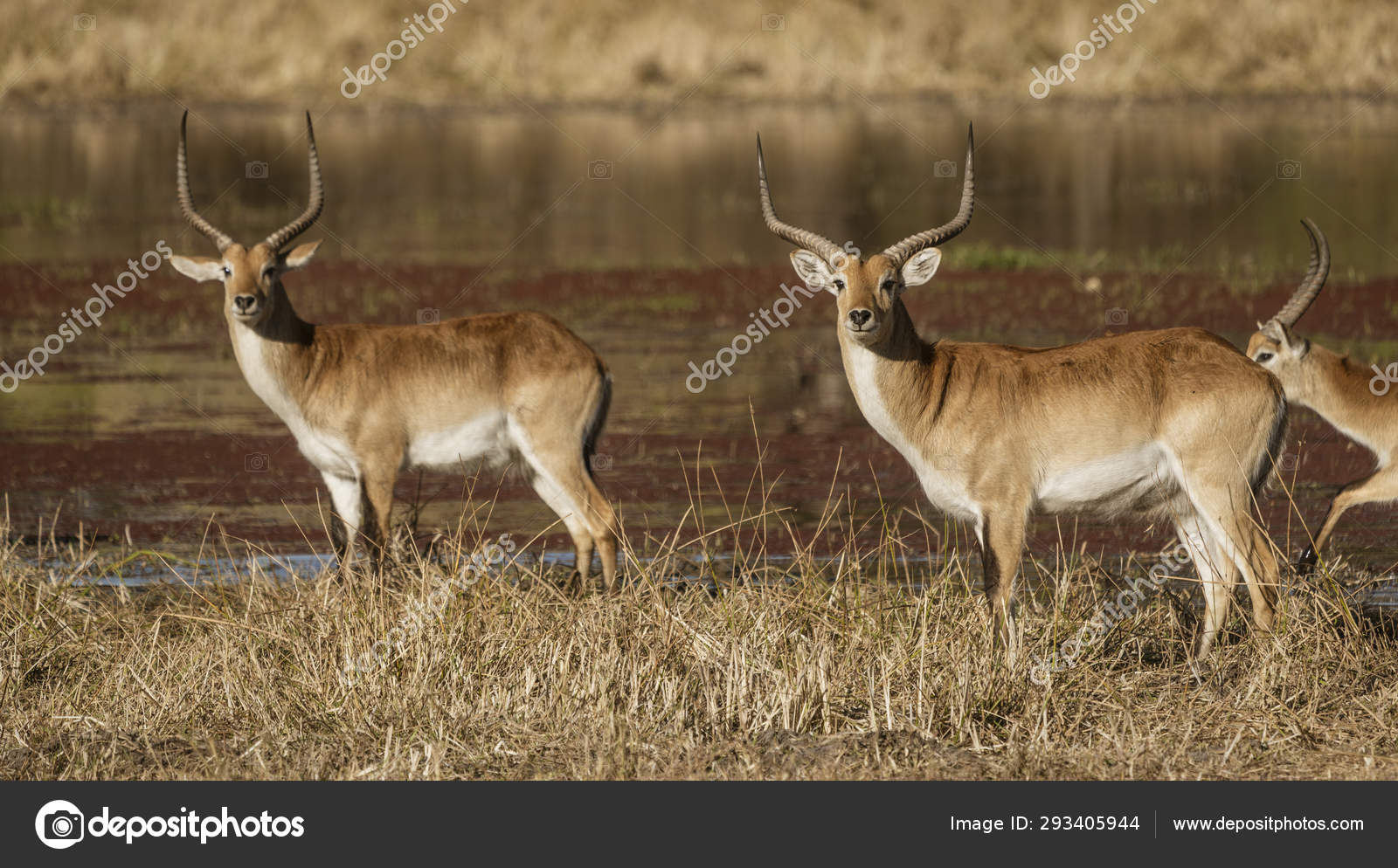 Red Lechwe Female Eating
