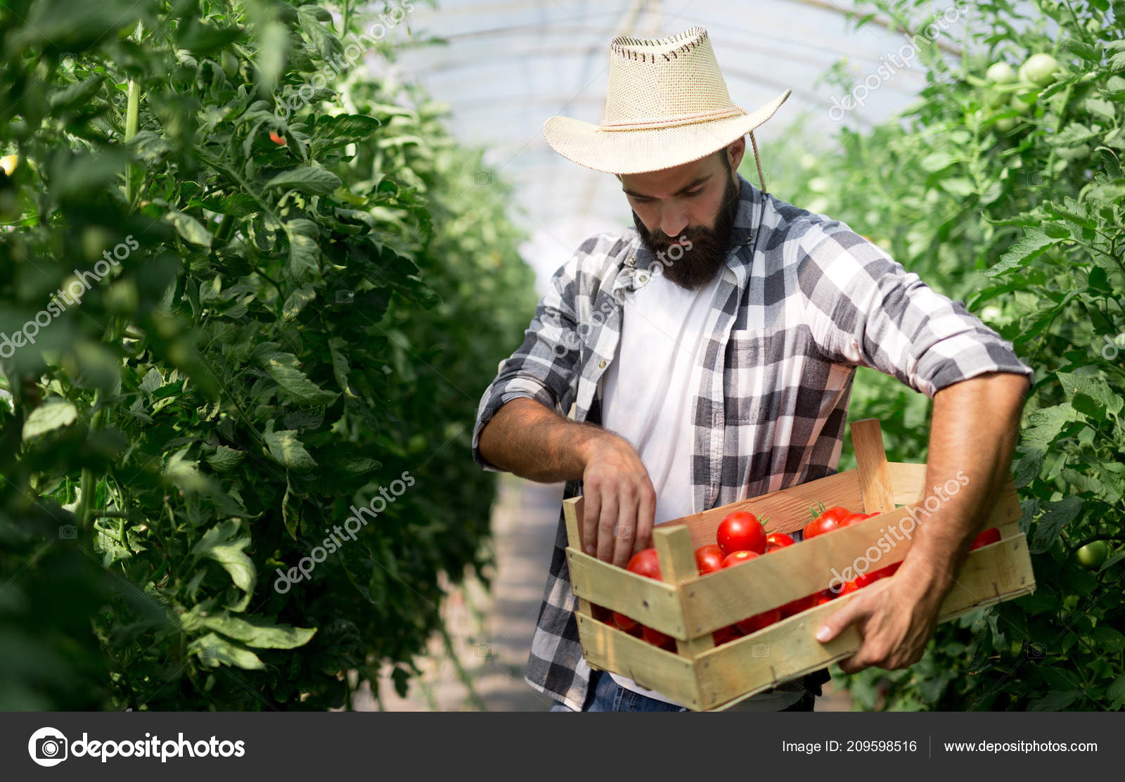 Friendly Young Farmer Work Greenhouse Stock Photo by ©nd3000 209598516