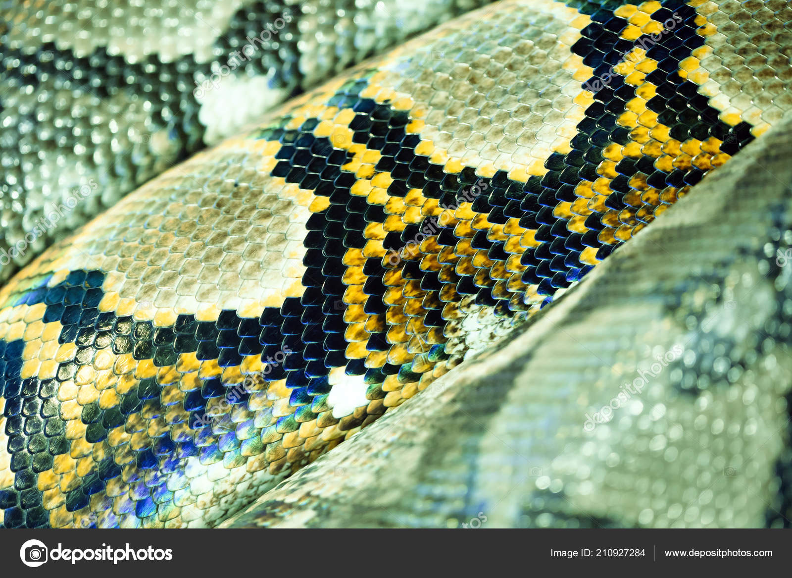 Black And Yellow Python