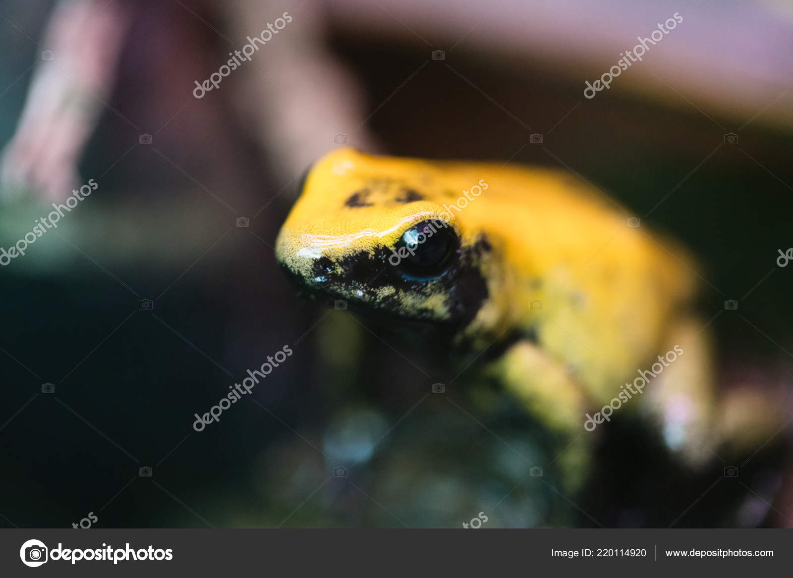 Poison Frog Very Poisonous Animal Warning Yellow Colors — Stock Photo ...