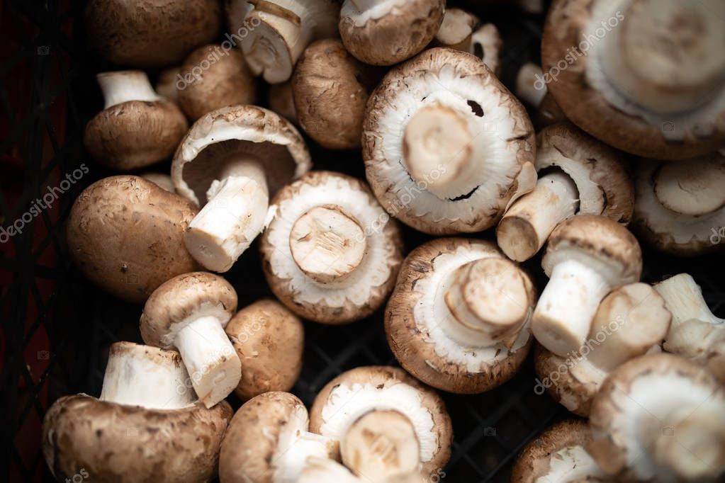 Fondo de champi ones enteros org nicos frescos, primer plano 2024