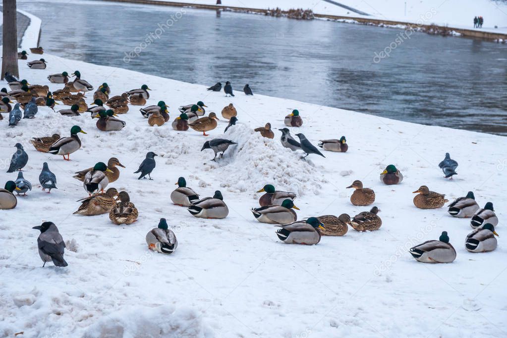 Patos salvajes y palomas junto al río Neris en Vilna. Tiempo de ...