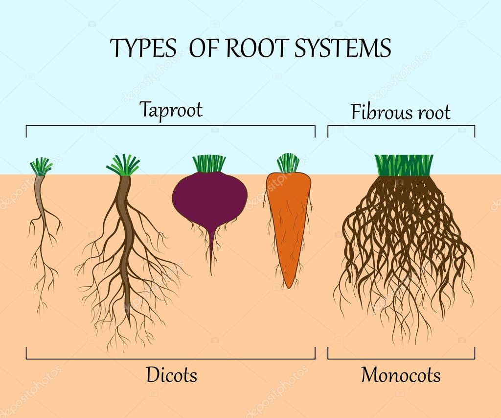 Sistemas Radiculares Das Plantas - RETOEDU