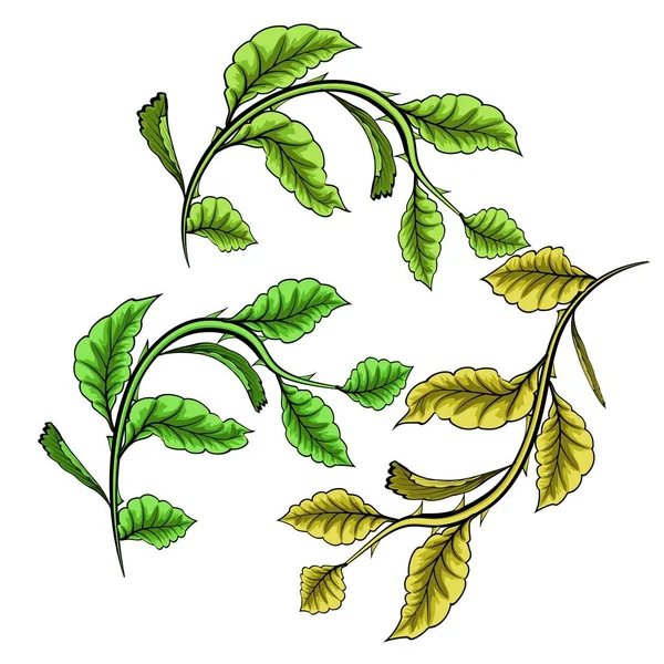 Fiji Blossom, Illustration of Tagimaucia Flower or Medinilla ...