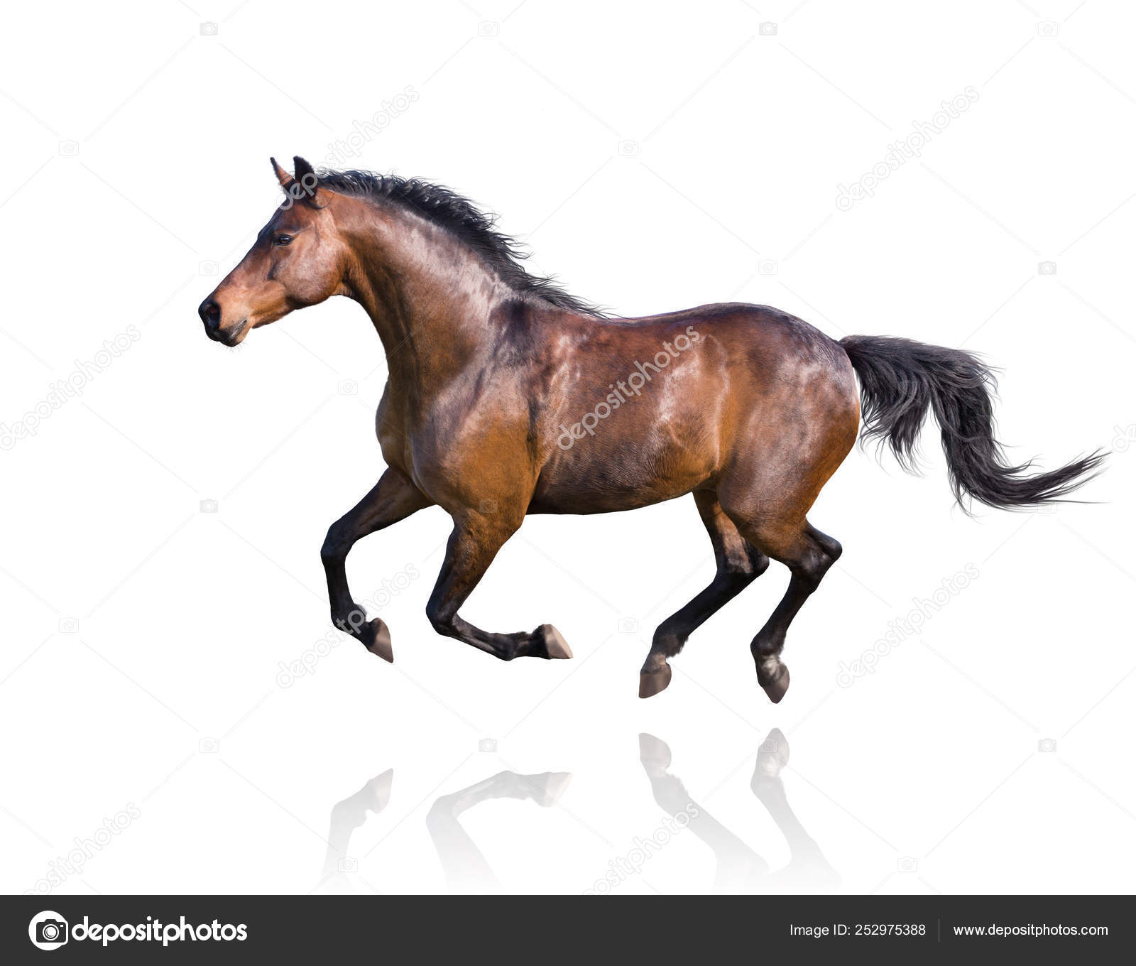 Brown horse runs isolated on white background Stock Photo by ©Ashva ...