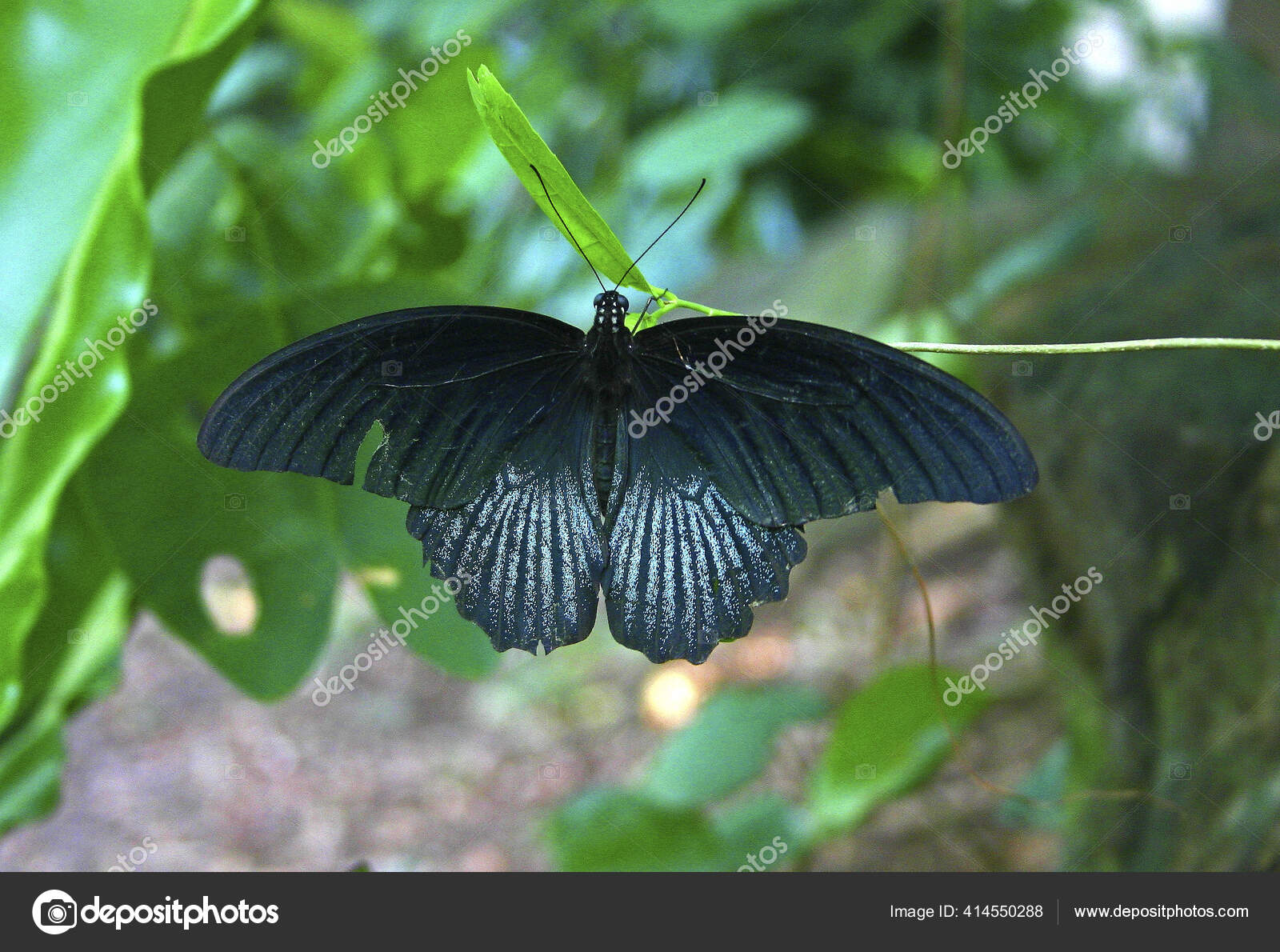 Great Swallowtail Butterfly Close — Stock Photo © topphoto #414550288