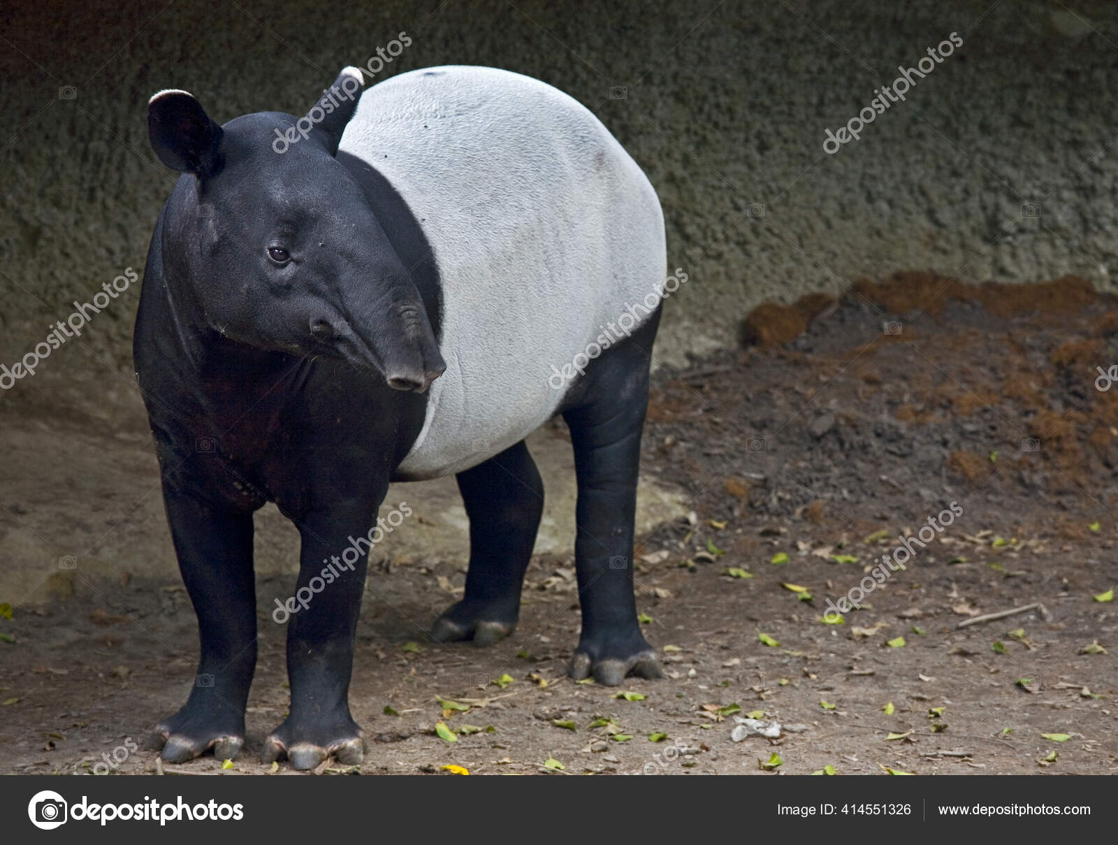 Malayan Tapir Close Stock Photo by ©topphoto 414551326